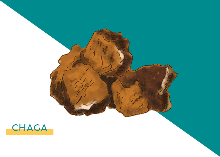 Herb Profile: Chaga Mycelium - Health Benefits in Rasa Koffee, a Coffee ...