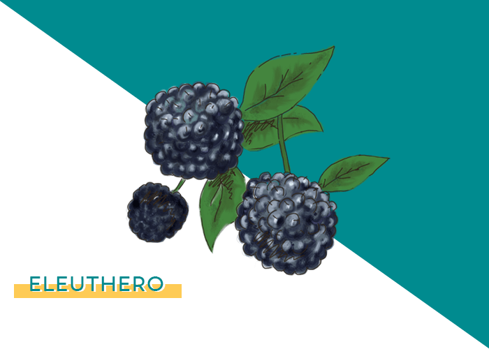 Herb Profile: Eleuthero - The Energy Surge in Rasa Koffee | Rasa Blog