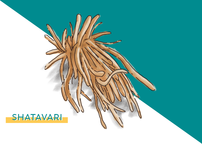 Herb Profile: Shatavari - A Nourishing Adaptogen & Fertility Tonic ...