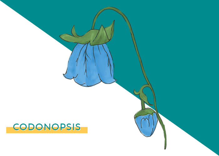 Herb Profile: Codonopsis Pilosula, an Energizing Adaptogen in Rasa ...